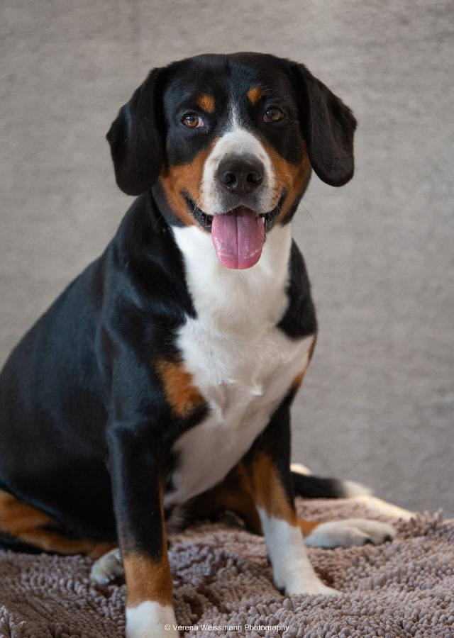 Baufirma Priesner Bau → wir bauen auf unser Team